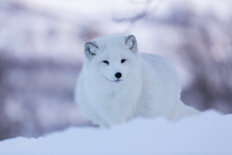 Poolvos in De Sneeuw, Close-up Stock Afbeelding - Image of hoog, wild ...