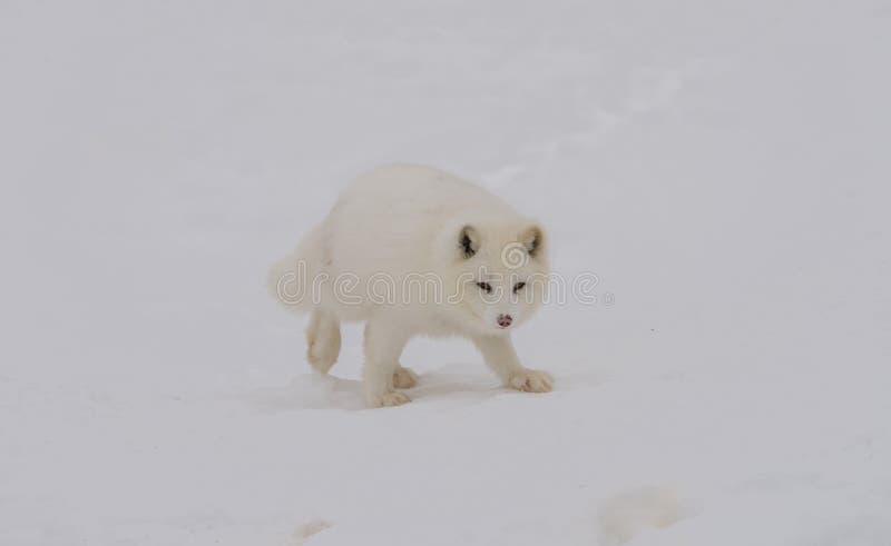 Poolvos Die Op De Sneeuw Lopen Stock Foto - Image of laag, schepsel ...