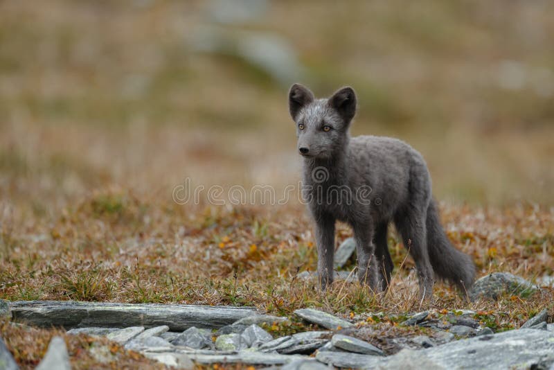 Poolvosje stock foto. Image of baby, horizontaal, noordpool - 74602650