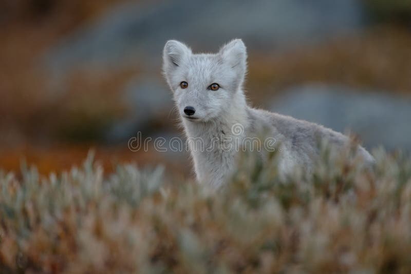 Poolvos in Een De Herfstlandschap Stock Foto - Image of naughty, jong ...