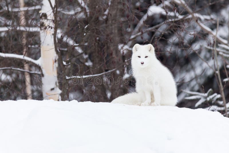 Poolvos in Een De Winterscène Stock Afbeelding - Image of carnivoor ...