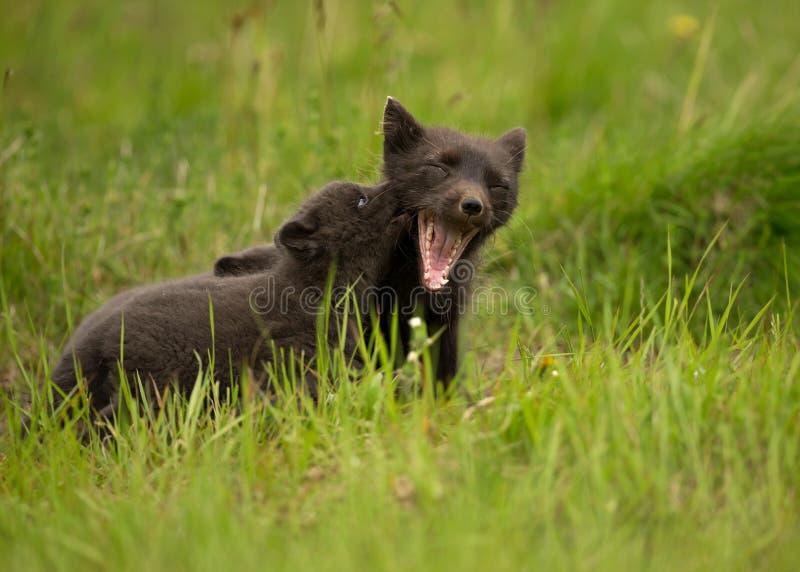 Poolvos Het Spelen Met Een Welp Stock Foto - Image of nave, baby: 47121908