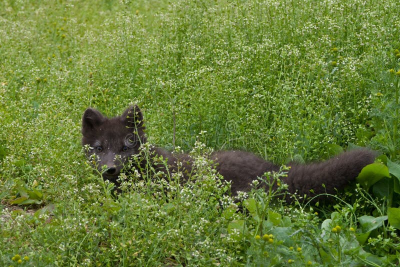 Poolvos, IJsland stock foto. Image of leggen, puppy, vriendschappelijk ...