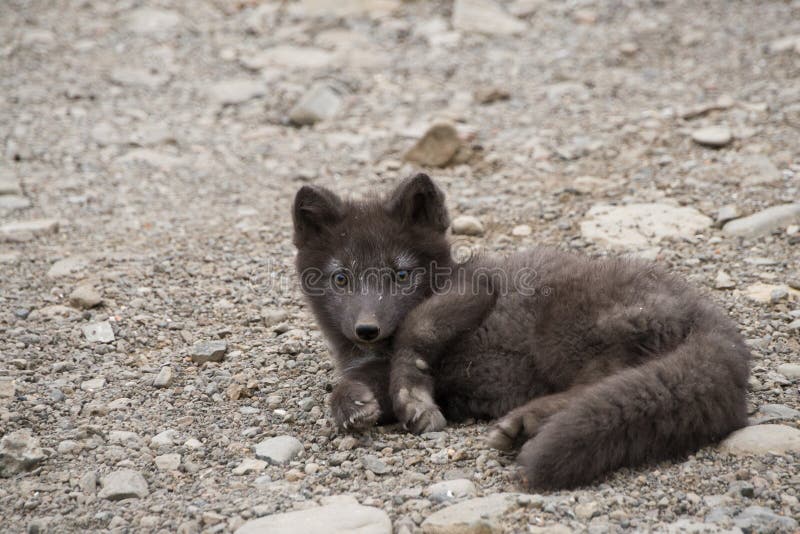 Poolvos, IJsland stock foto. Image of jong, grijs, baby - 49647416