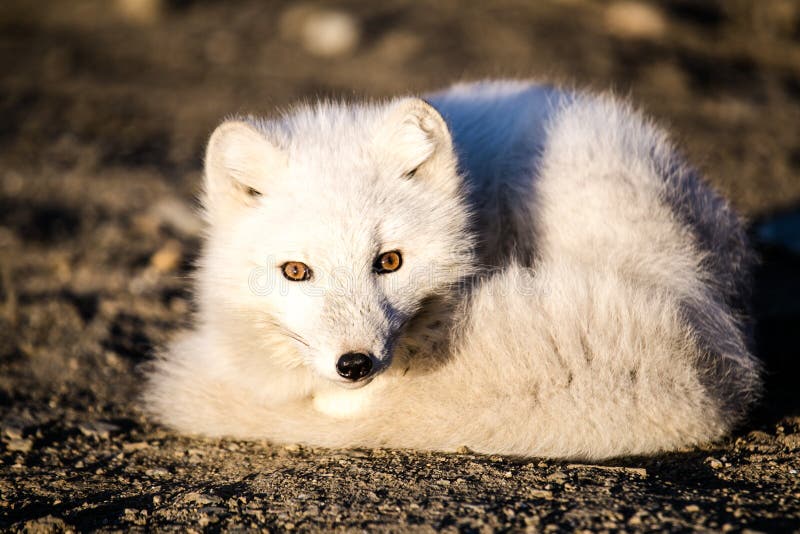 Poolvos op toendra stock afbeelding. Image of vorst - 109461679