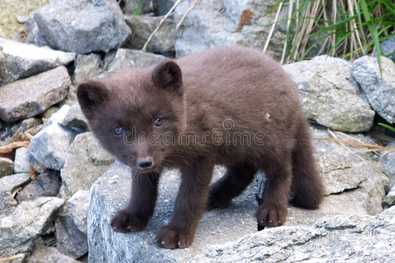 Poolvos, Polaire Vos (onverkende Wildernis) Stock Foto - Image of ...