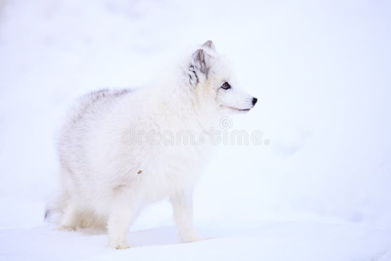 Poolvos stock foto. Afbeelding bestaande uit sneeuw, winter - 5695234