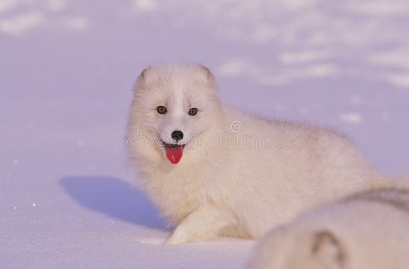 Poolvos in Sneeuw stock afbeelding. Image of leuk, winter - 10203929
