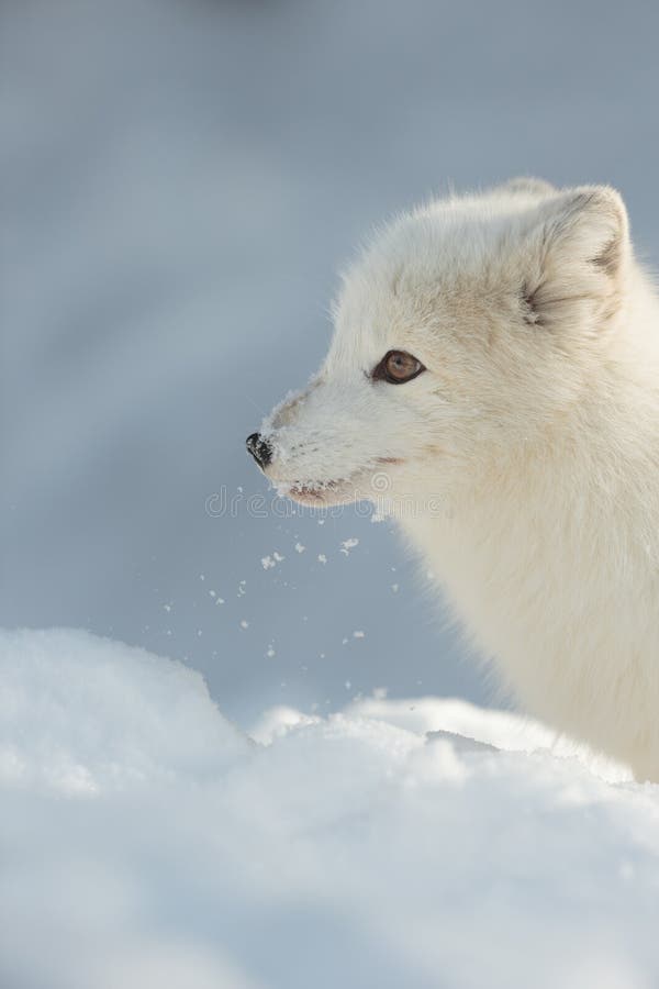 Poolvos Onder De Zon In De Winter Stock Afbeelding - Afbeelding ...