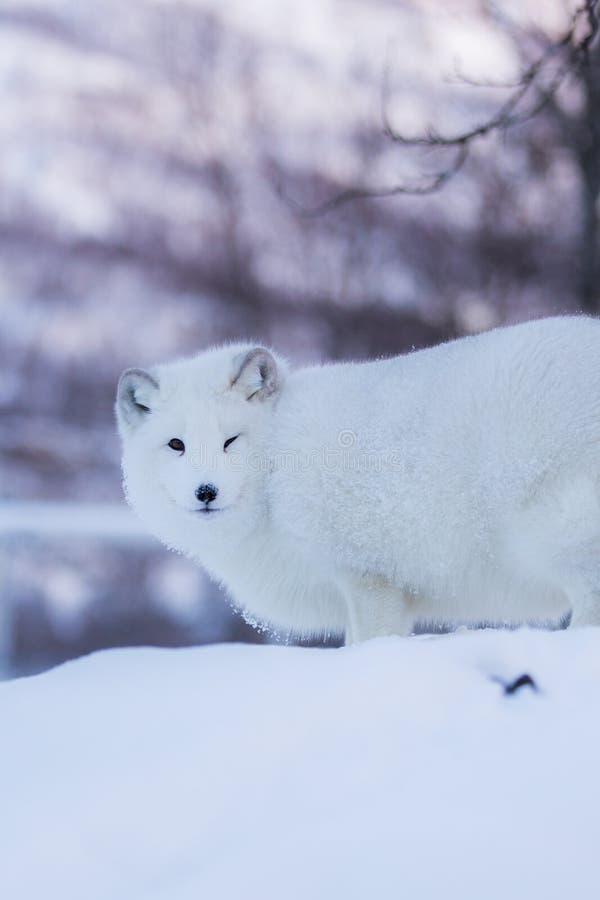Poolvos stock foto. Image of sneeuw, bedoeling, alarm - 50653170
