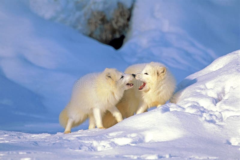 Poolvossen stock foto. Image of zoogdieren, dieren, paar - 63591562