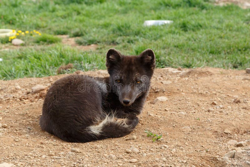 Poolvoswelp stock foto. Image of baby, horizontaal, noordpool - 74602650