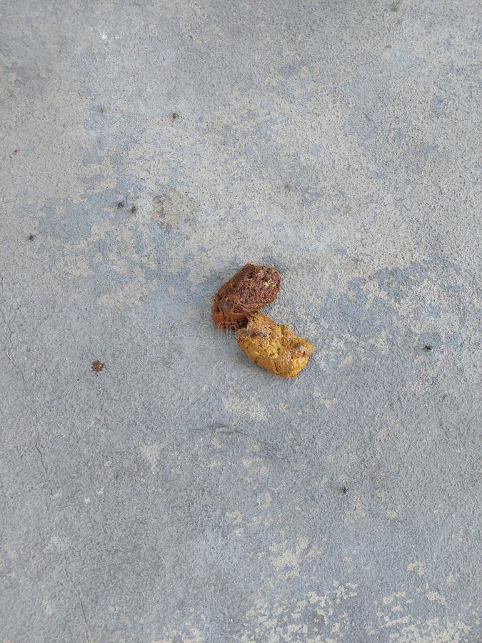 Poop stock image. Image of real, feces, poop, doodoo - 228356667