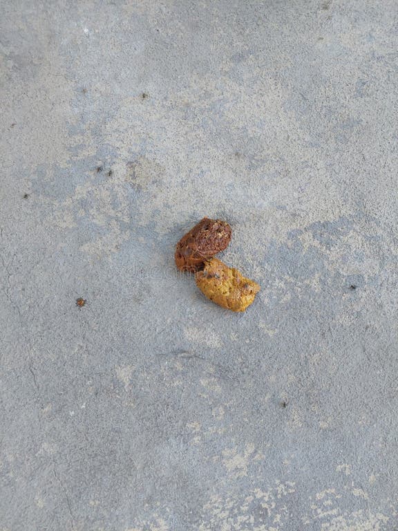 Poop stock image. Image of real, feces, poop, doodoo - 228356667