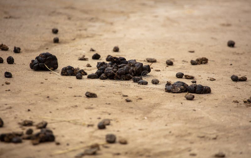 Poop Sheep on the Ground in a Zoo Stock Image - Image of black, animal ...