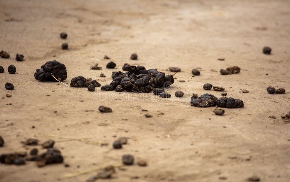 Poop Sheep on the Ground in a Zoo Stock Image - Image of black, animal ...