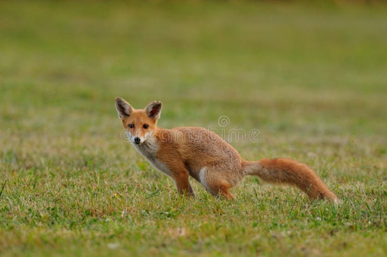 Fox Pooping Stock Photos - Free & Royalty-Free Stock Photos from Dreamstime