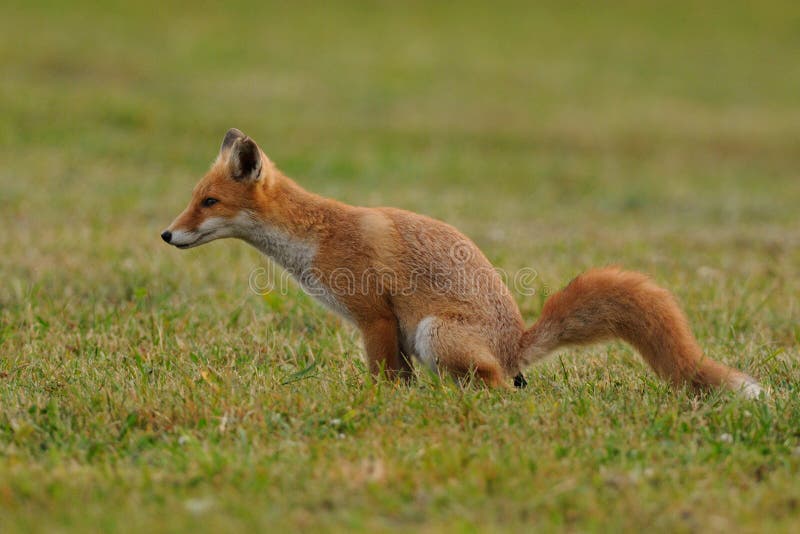 Pooping Fox stock image. Image of animal, grassland, carnivore - 37163109