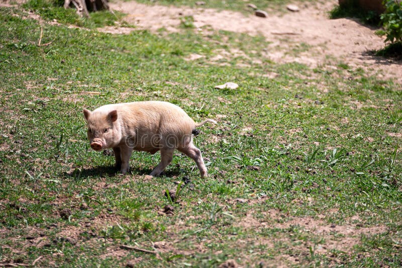 Pig Pooping Stock Photos - Free & Royalty-Free Stock Photos from Dreamstime