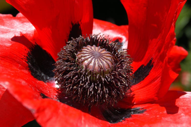 Poopy stock image. Image of landscaped, bloom, landscape - 34204873