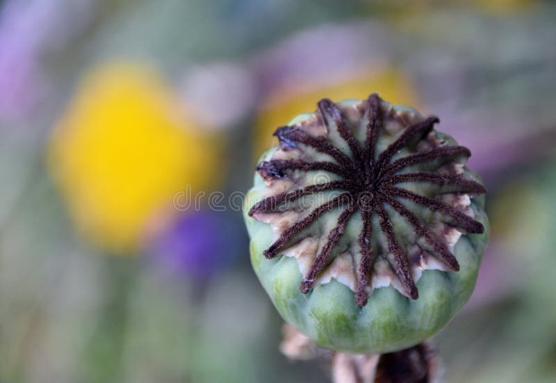 Poopy Seed Pod Stock Photos - Free & Royalty-Free Stock Photos from ...