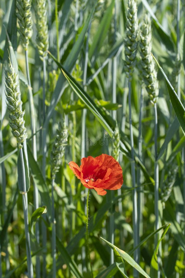 Poopy weed stock image. Image of yield, summer, field - 242001393