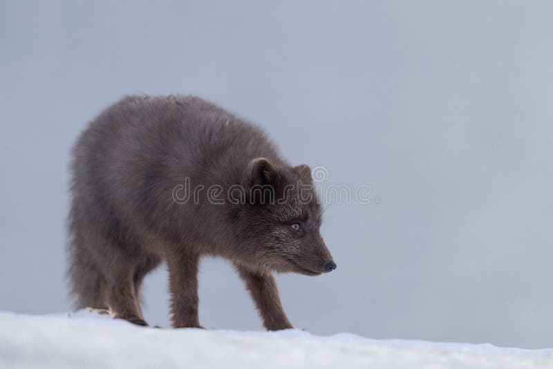 Poor Arctic Fox Walking in the Snow in Nature Reserve in Iceland Stock ...