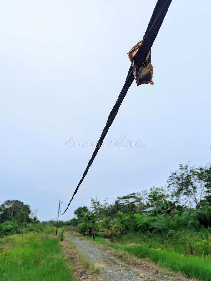 The Poor Bat Got Caught on a Power Line Stock Photo - Image of caught ...