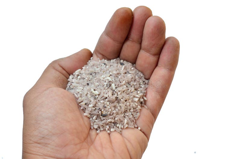 Poor Black Rice at Hand Isolated at White Baclground. Stock Photo ...