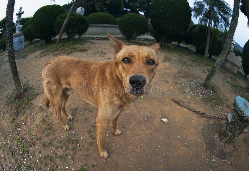 A poor brown dog stock image. Image of stare, brown, puppy - 30757355