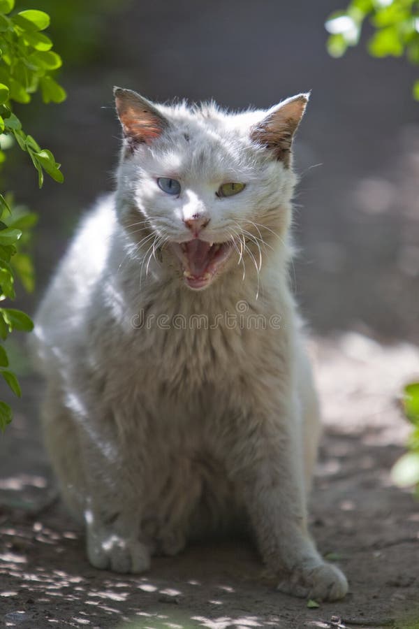 Poor cat stock photo. Image of feline, poor, mammal, piteous - 14626018