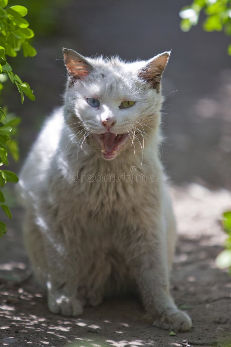 456 Poor Pitiful Pearl Stock Photos - Free & Royalty-Free Stock Photos ...