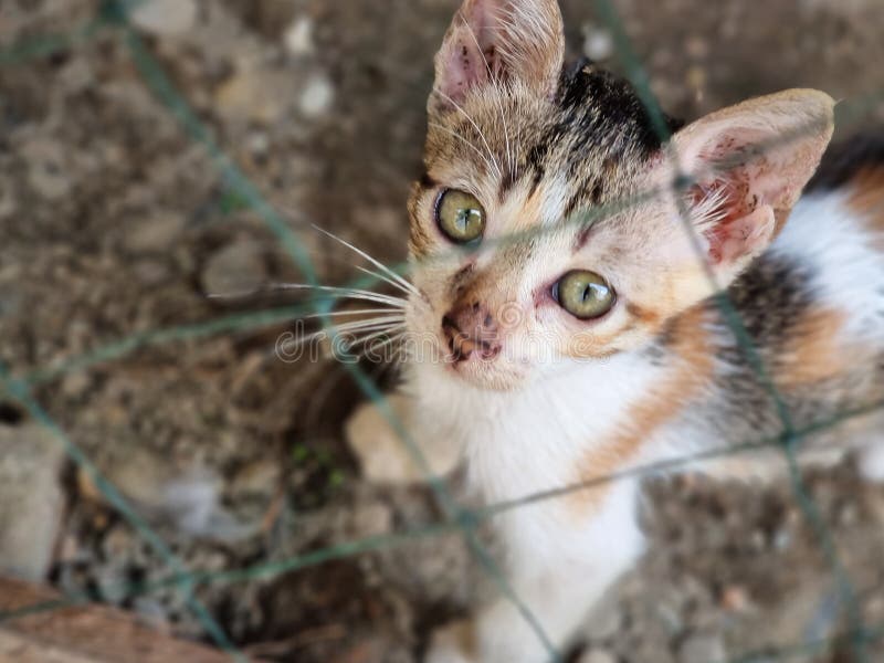 The Poor Cat Behind the Net is Looking at the Camera Stock Photo ...