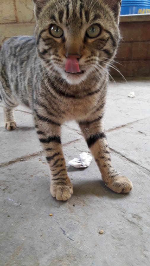 Poor cat stock image. Image of poor, burger, captured - 96439373