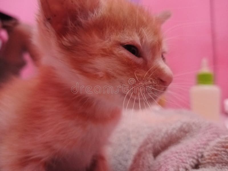 Poor cat cute stock image. Image of love, cute, poor - 218957987