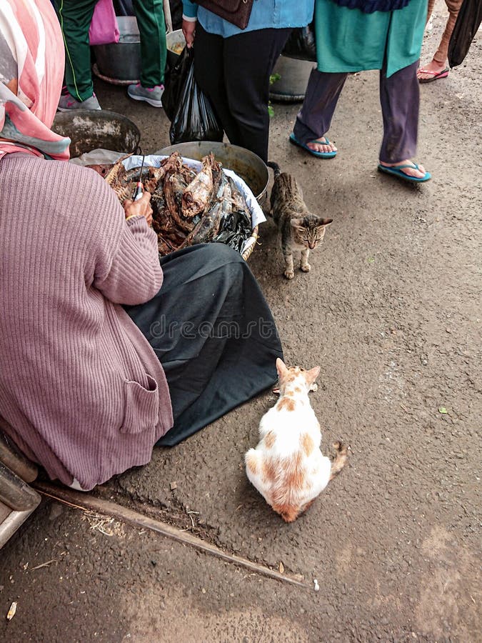 Poor cat hungry stock image. Image of person, hungr - 264184935