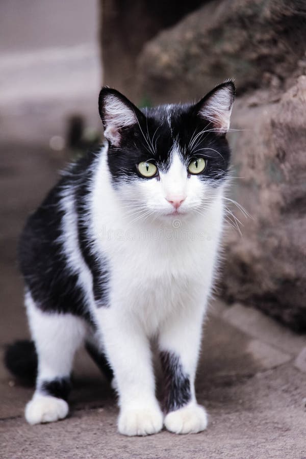 Poor cat stock photo. Image of beautiful, cool, white - 71217114