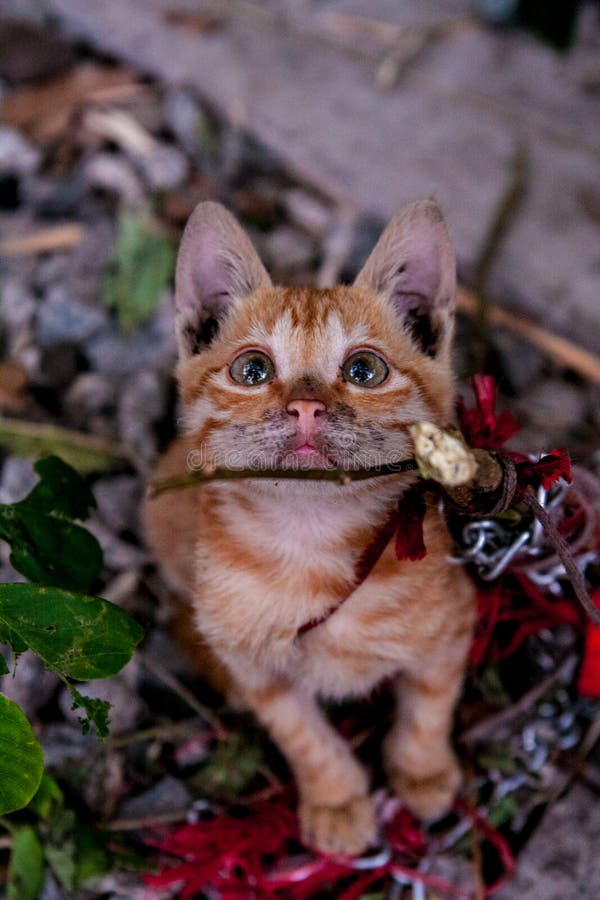 Poor cat stock photo. Image of desires, time, desire - 42964728