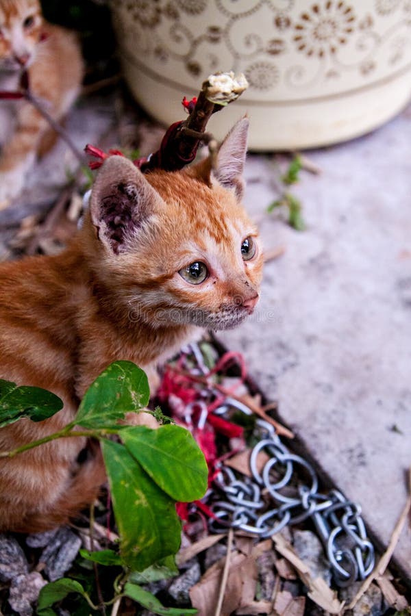 Poor cat stock photo. Image of freedom, desire, desires - 43410574