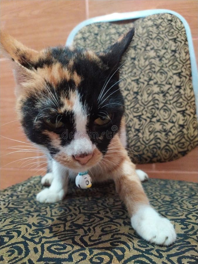 A poor cat stock image. Image of poor, animal, mammals - 208876141