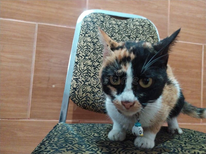 A poor cat 3 stock image. Image of animal, whiskers - 208876177