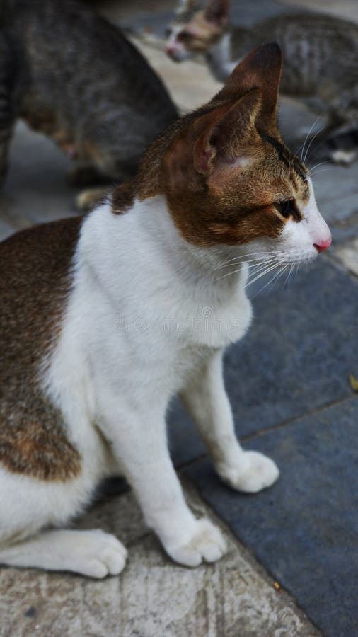 915 Miserable Cat Stock Photos - Free & Royalty-Free Stock Photos from ...