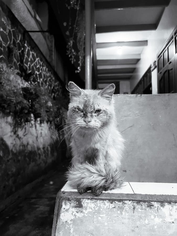 A poor cat stock photo. Image of skin, white, disease - 272927170