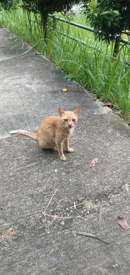 Poor Cat Waiting Some People Give Her Meal Stock Image - Image of tree ...