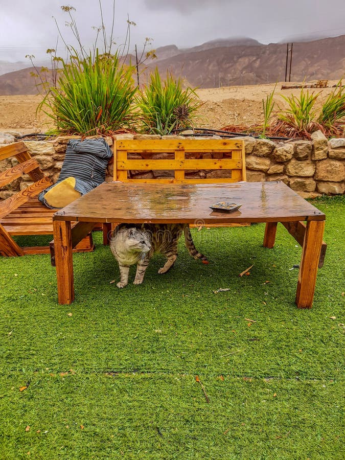 The poor cat stock image. Image of closeup, dirty, beauty - 173808779