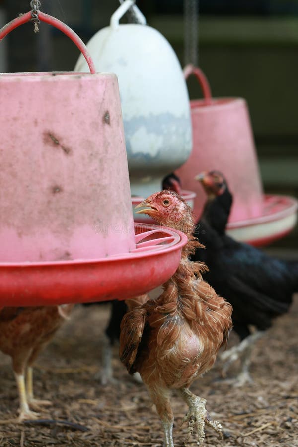 Poor chicken hurt legs stock photo. Image of beak, feathers - 325788740