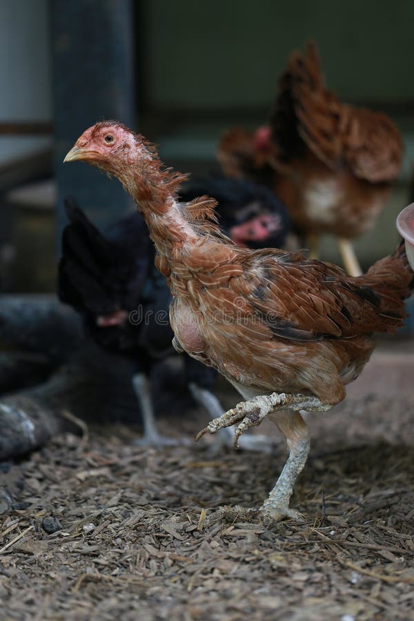 Poor chicken hurt legs stock photo. Image of isolated - 325788802