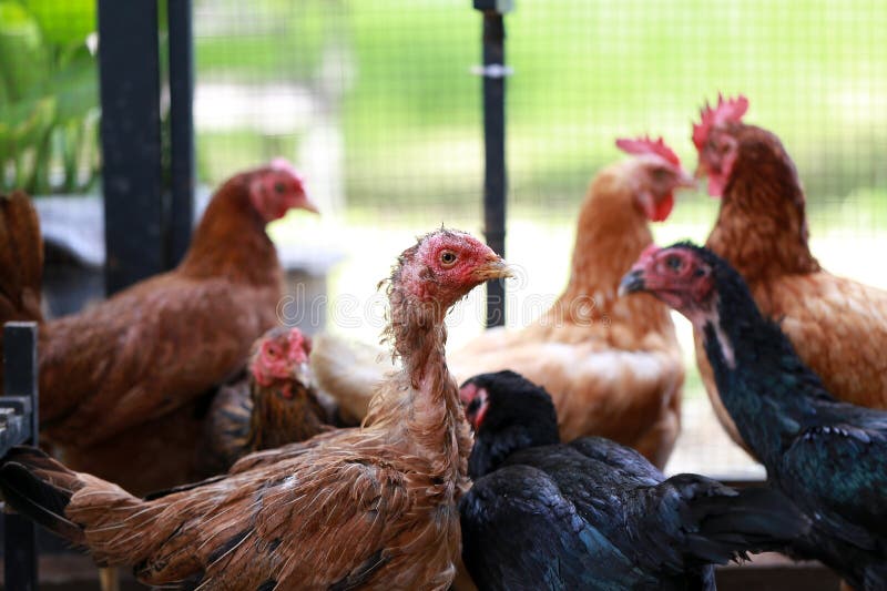 Poor chicken stock image. Image of young, agriculture - 325788843