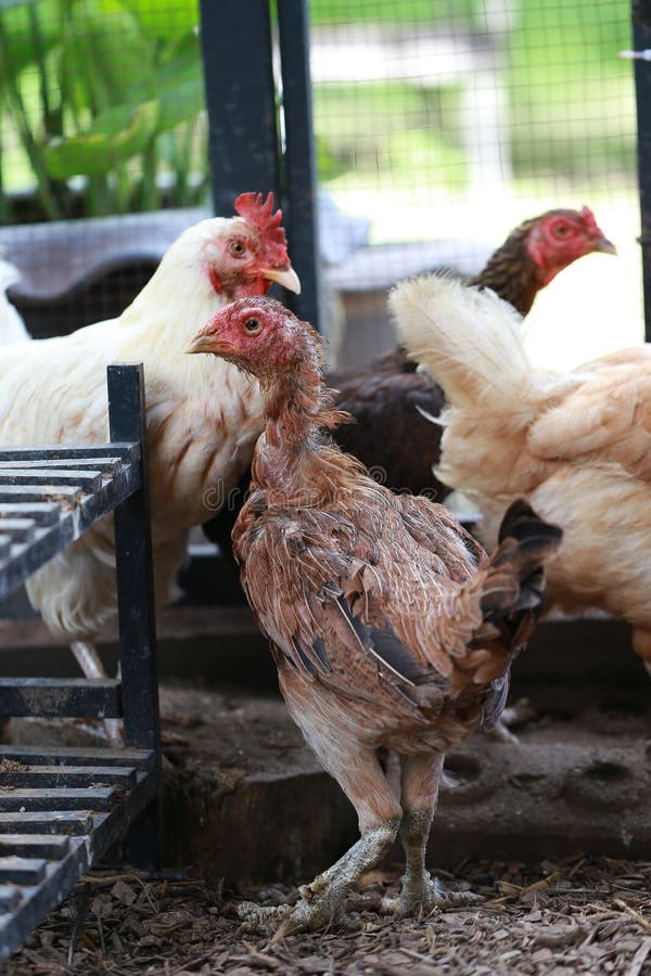 978 Poor Chicken Stock Photos - Free & Royalty-Free Stock Photos from ...