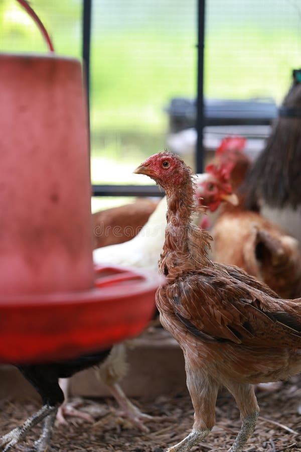 Poor chicken stock image. Image of animal, brown, feather - 325788863